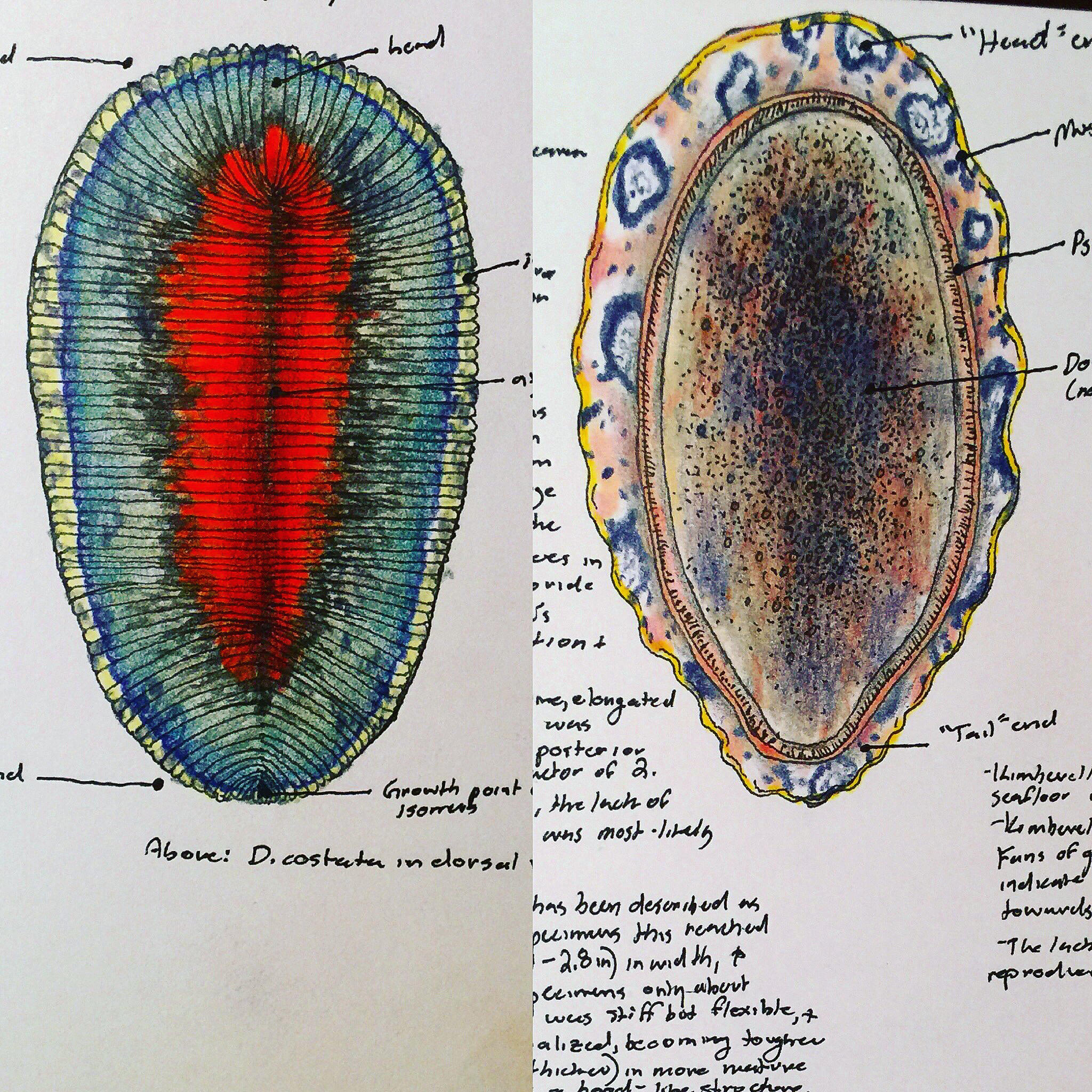Dickinsonia and Kimberella by PrehistoryByLiam on DeviantArt
