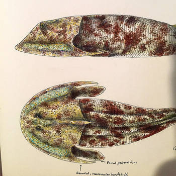 #cephalaspis | Explore cephalaspis on DeviantArt