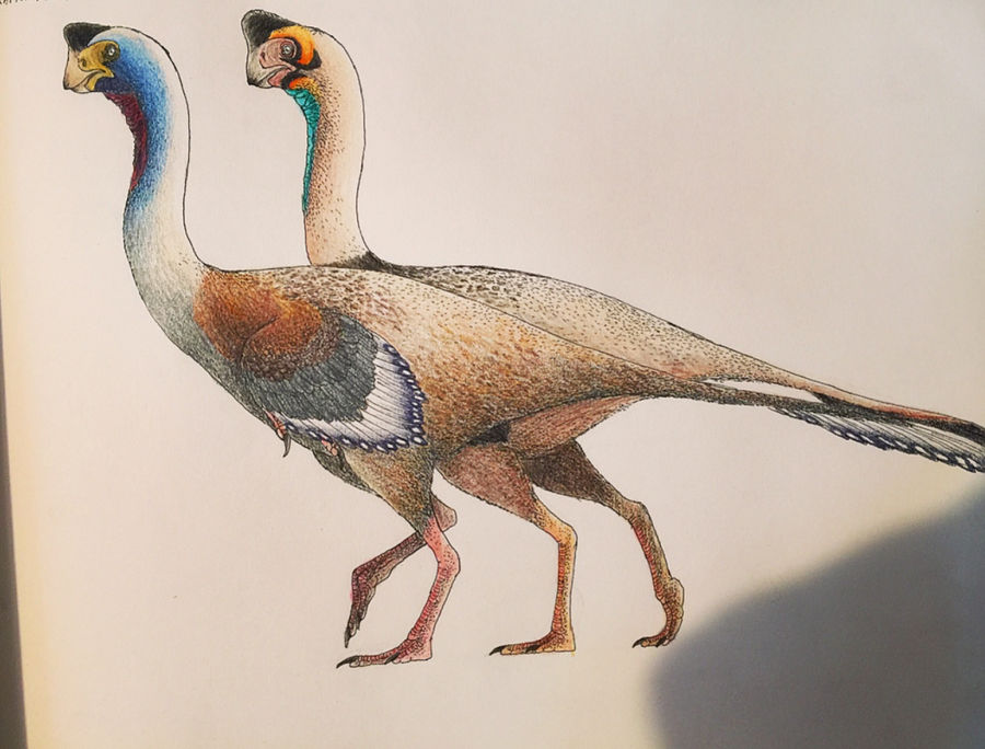 Citipati species by PrehistoryByLiam on DeviantArt