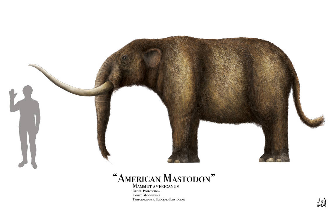 American Mastodon by PrehistoryByLiam on DeviantArt