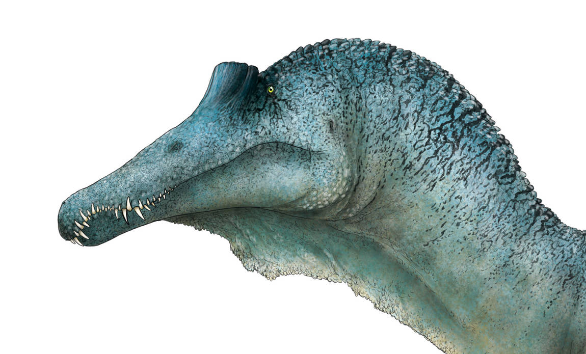 Spinosaurus Head Detail by PrehistoryByLiam on DeviantArt