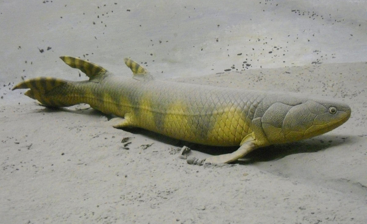 Prehistoric fish by Rhabwar-Troll-stock on DeviantArt