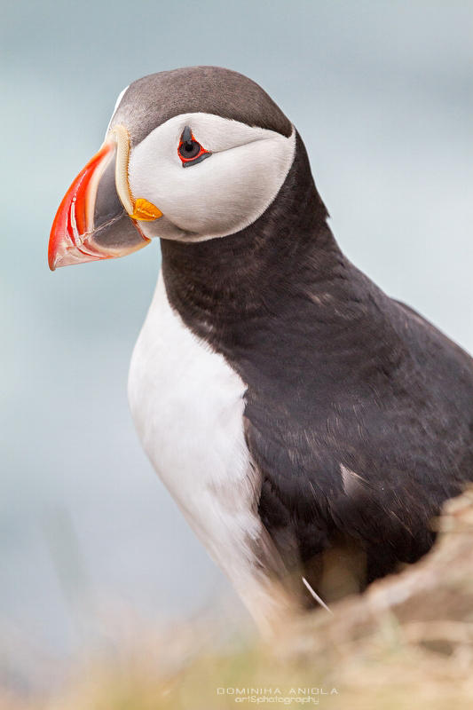 Maskonur by DominikaAniola on DeviantArt