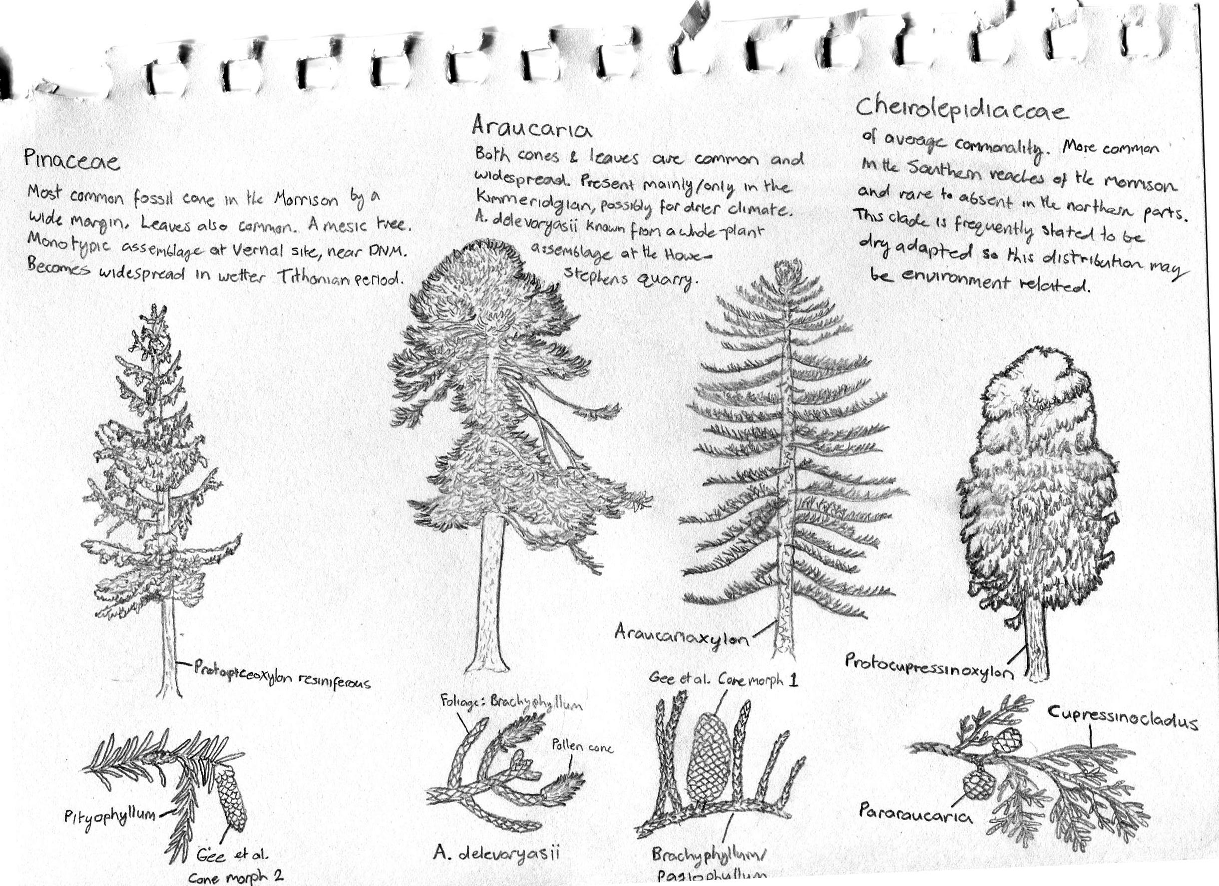 Sketch: Trees of the Morrison by Tomozaurus on DeviantArt