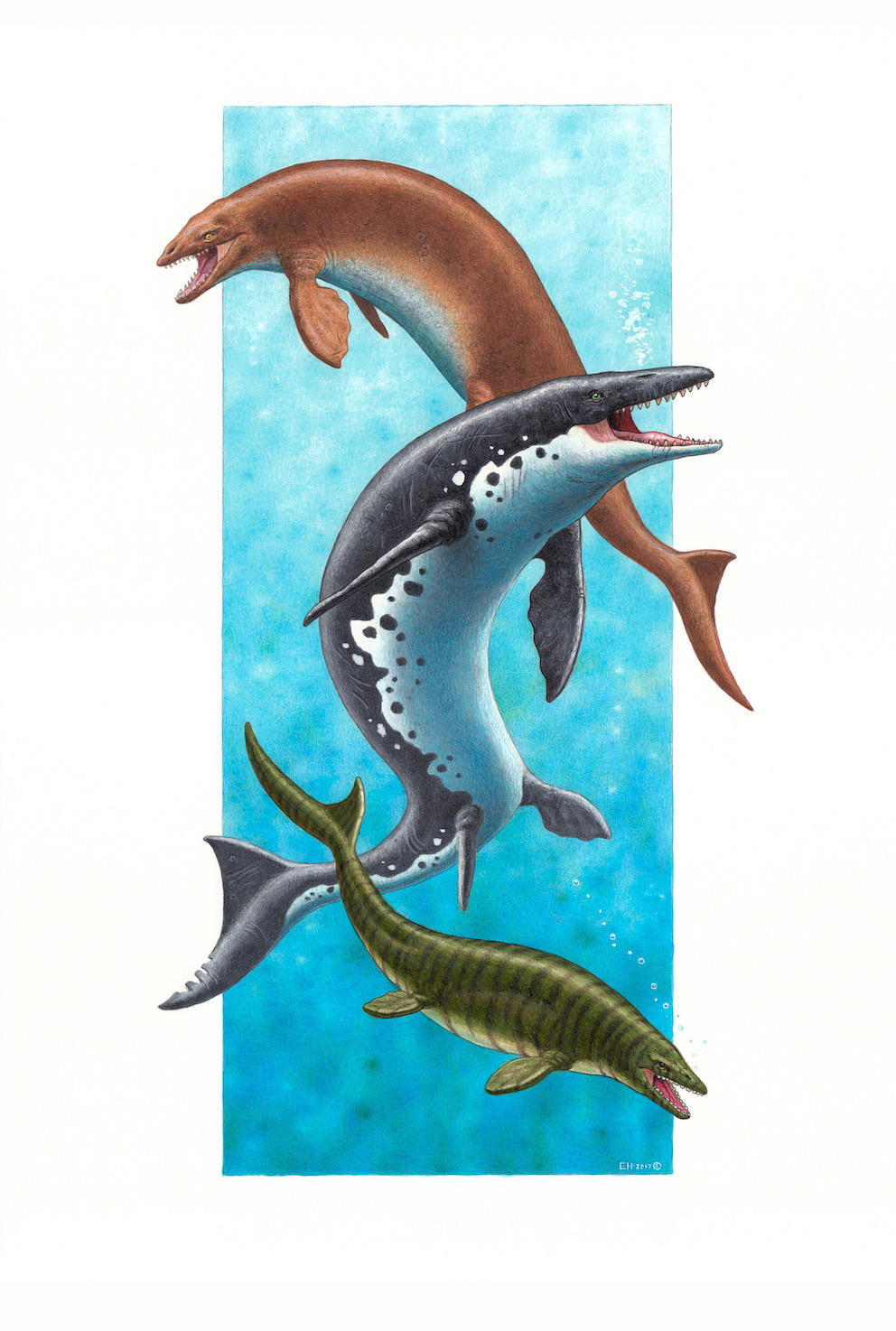Mosasaur species by EsthervanHulsen on DeviantArt