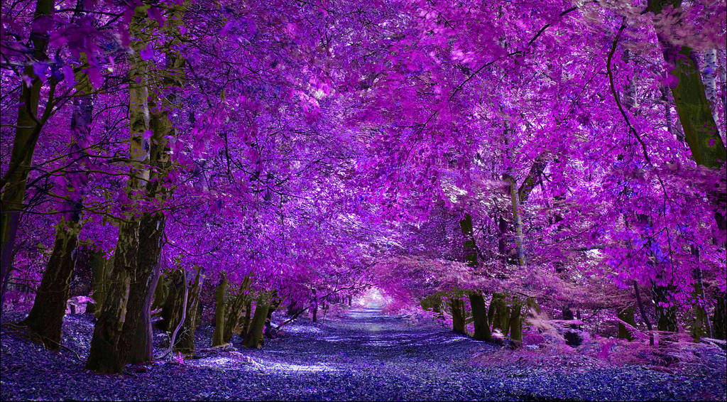 Purple Forest by Ashz1234 on DeviantArt