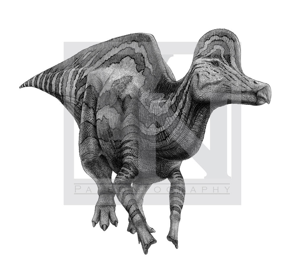 Corythosaurus casuarius by T-PEKC on DeviantArt