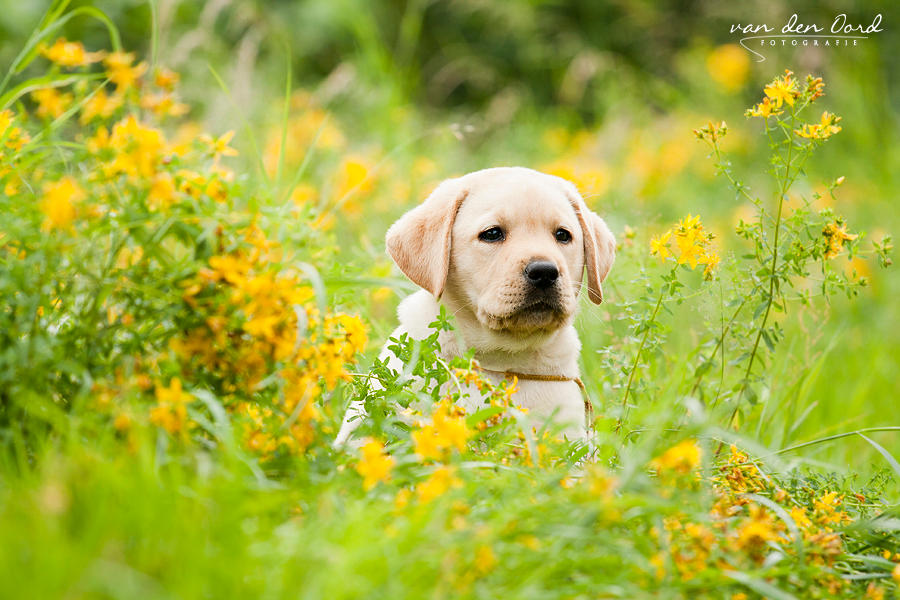 Yellow puppy by IllusionoftheDay on DeviantArt