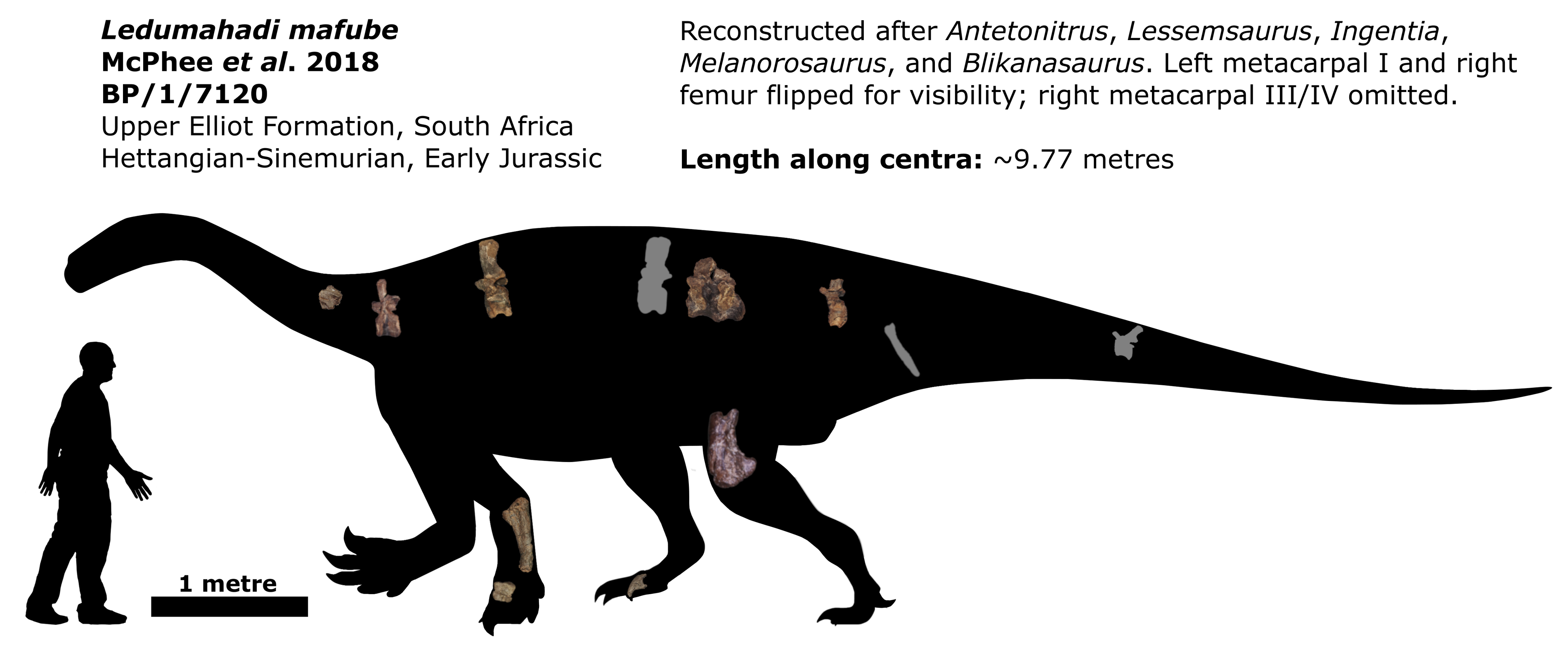 Ledumahadi schematic by Megalotitan on DeviantArt