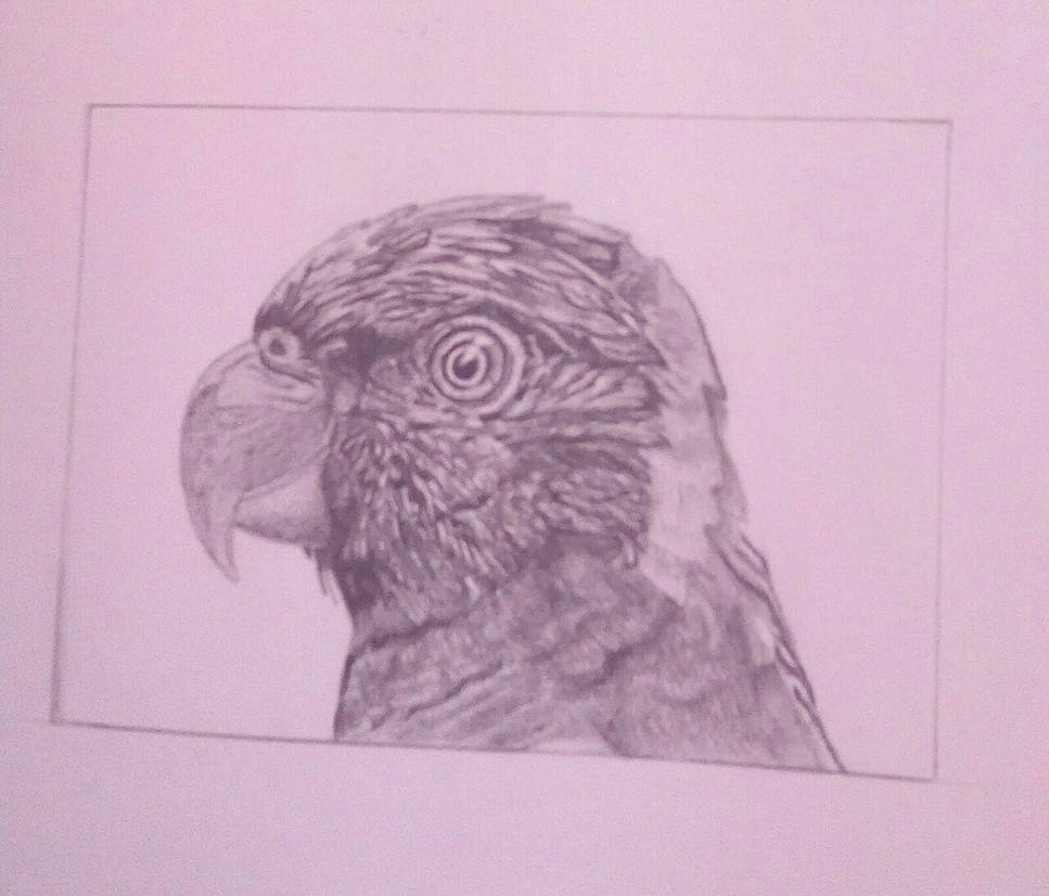 PARROT HEAD by artathon on DeviantArt