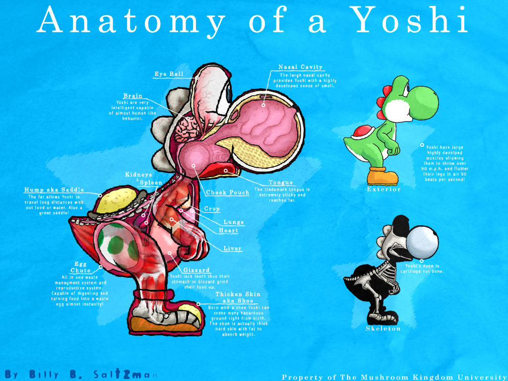 Anatomy Of Yoshi By Billysan291 On Deviantart