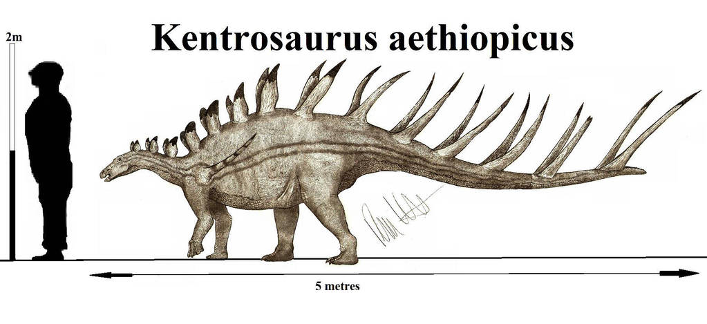 Kentrosaurus Size