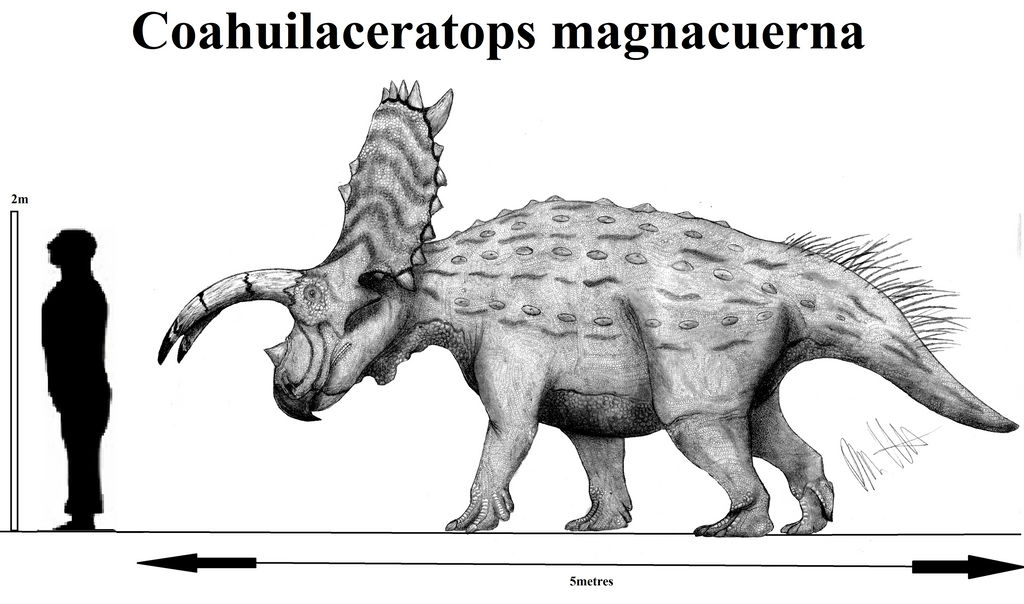 Coahuilaceratops magnacuerna by Teratophoneus on DeviantArt