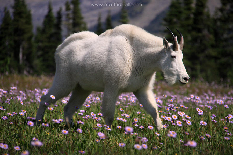 Absolute goat unit : r/AbsoluteUnits