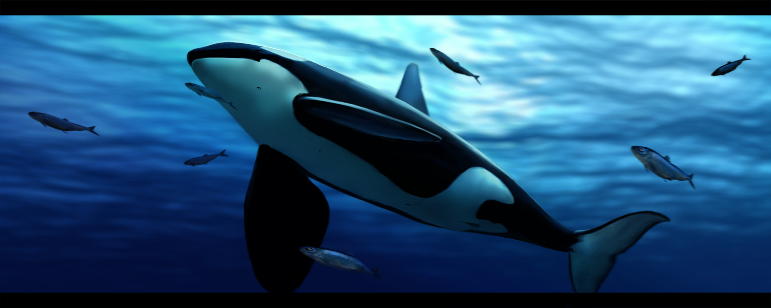 Orcas favourites by DrowElfMorwen on DeviantArt