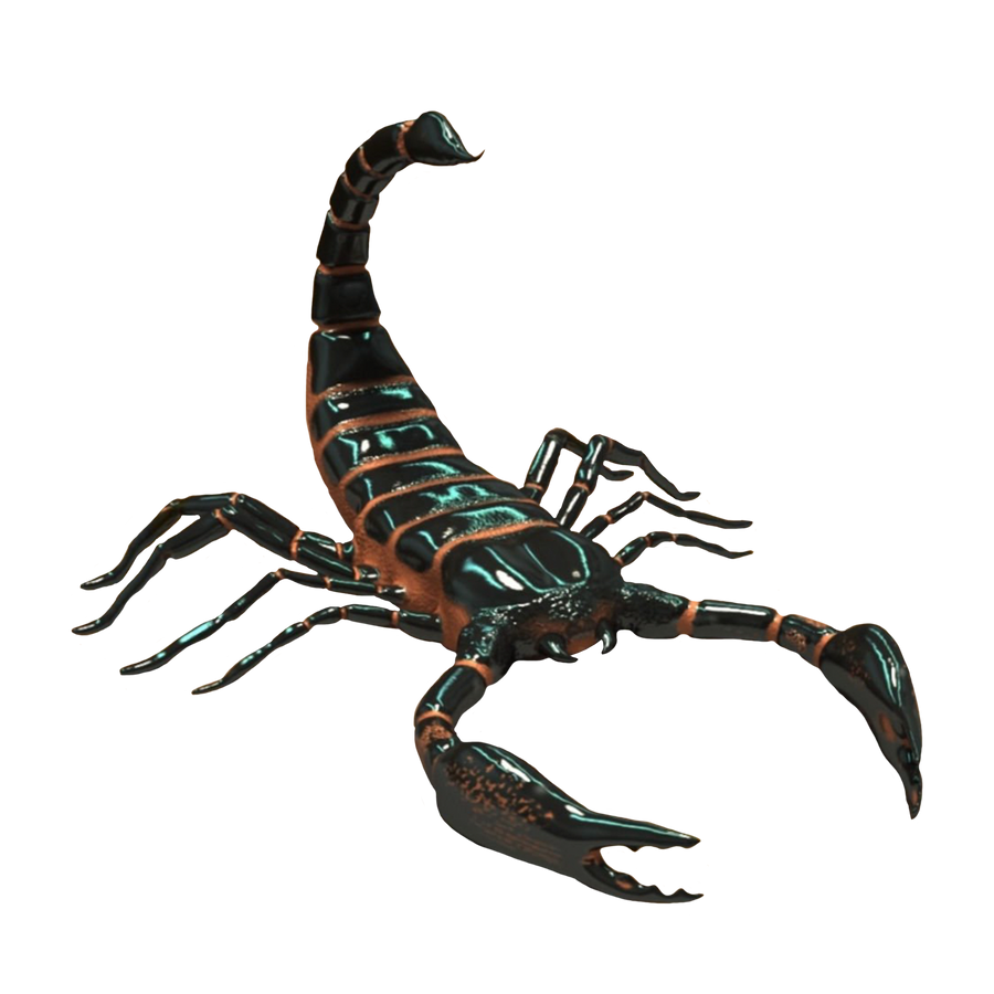 Black scorpion on a transparent background. by PRUSSIAART on DeviantArt