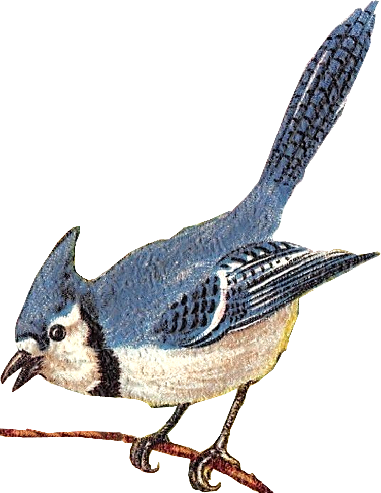 Blue Jay Icon mid by linux-rules on DeviantArt