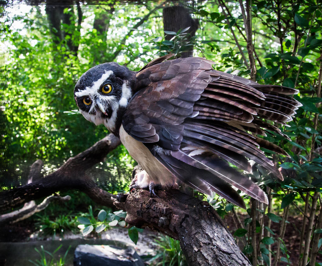 PZ Angry Spectacled Owl by OrangeRoom on DeviantArt