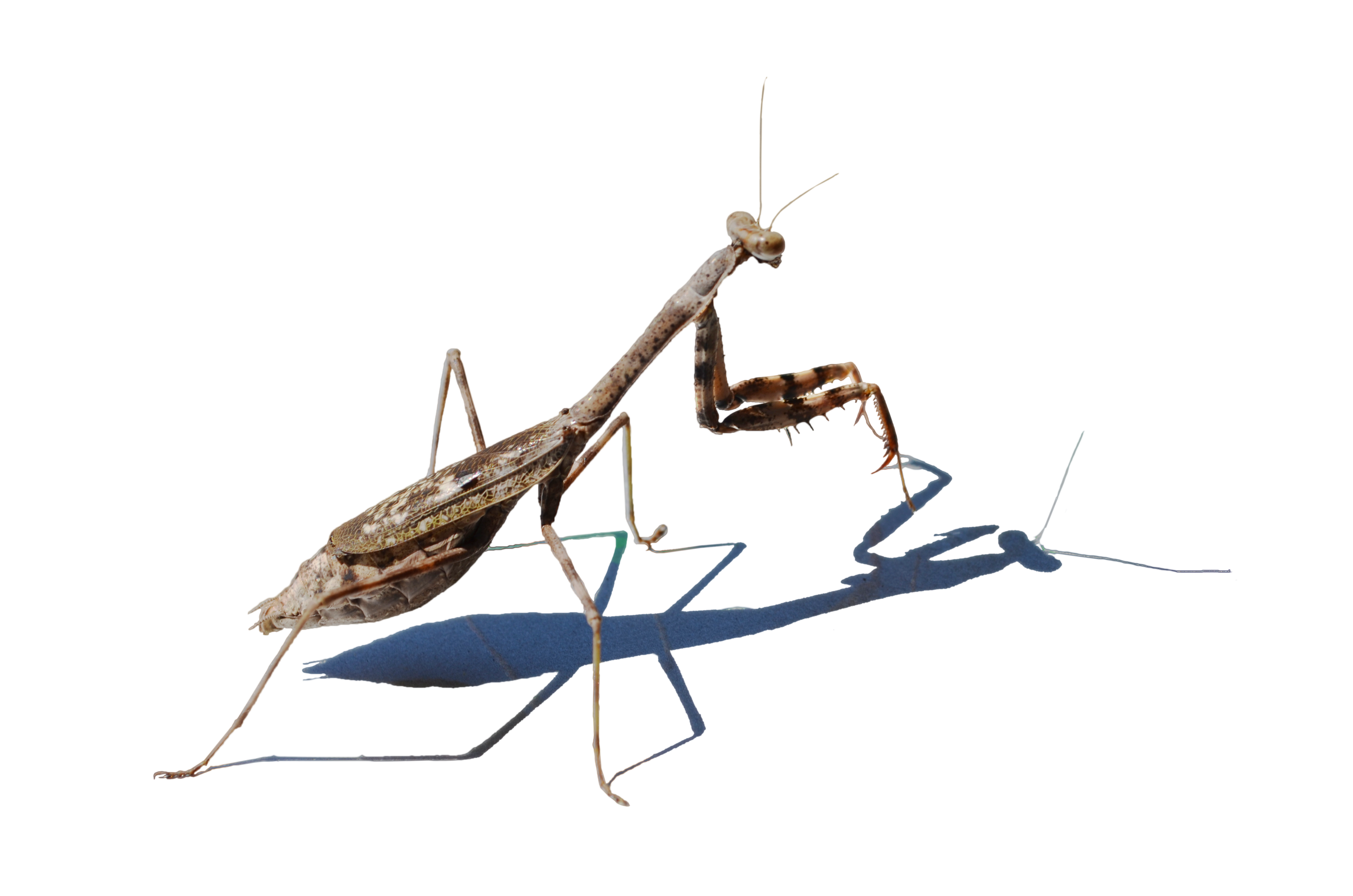 Praying Mantis Stock Photo 0035 PNG by annamae22 on DeviantArt
