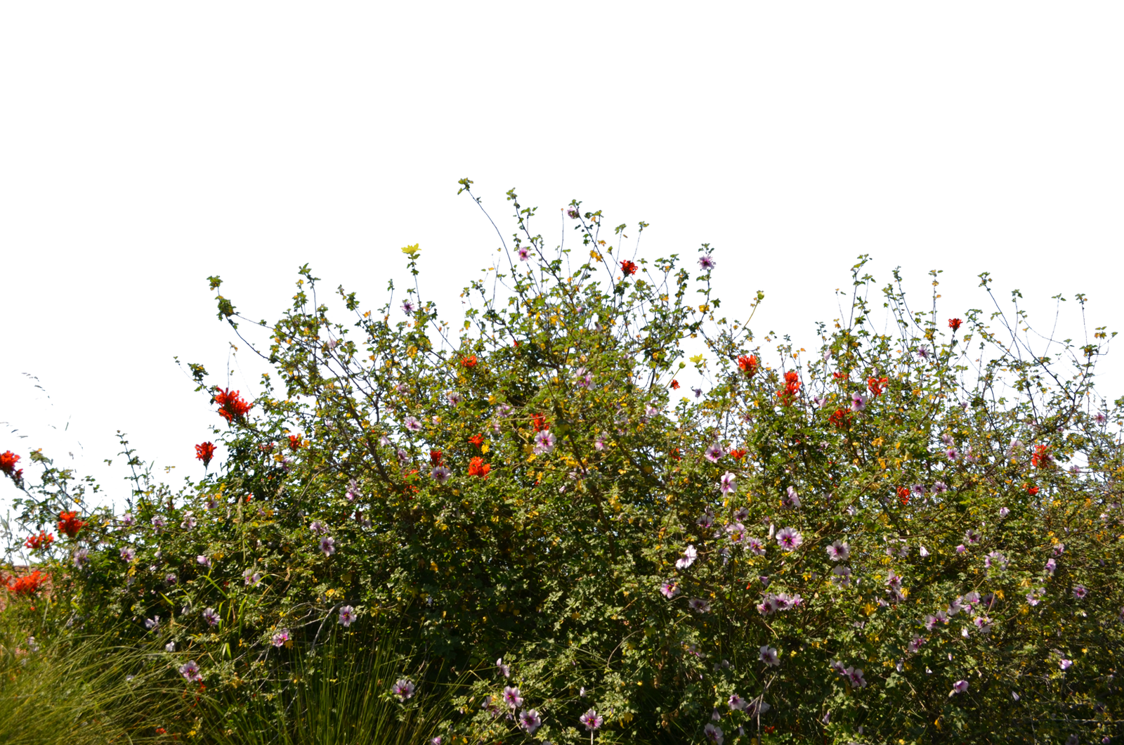 Wild Flower Ground Cover Stock Photo 0080 PNG by annamae22 on DeviantArt