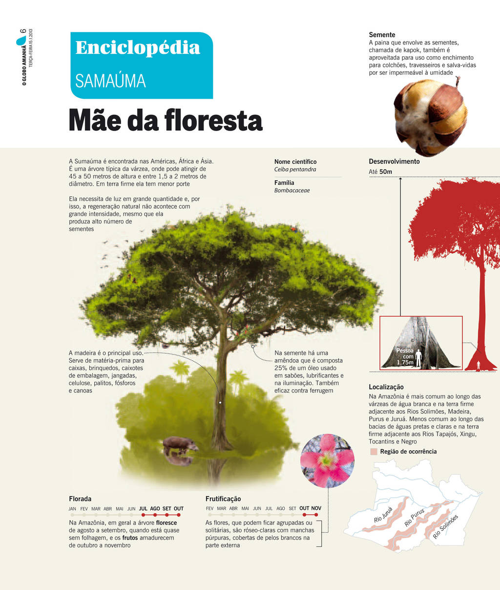 Samauma Tree Infographic by pauloomarcio on DeviantArt