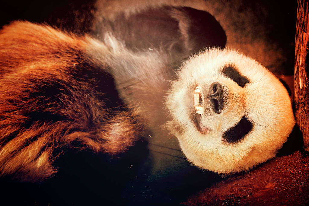 The Smiling Panda by AnthonyPresley on DeviantArt