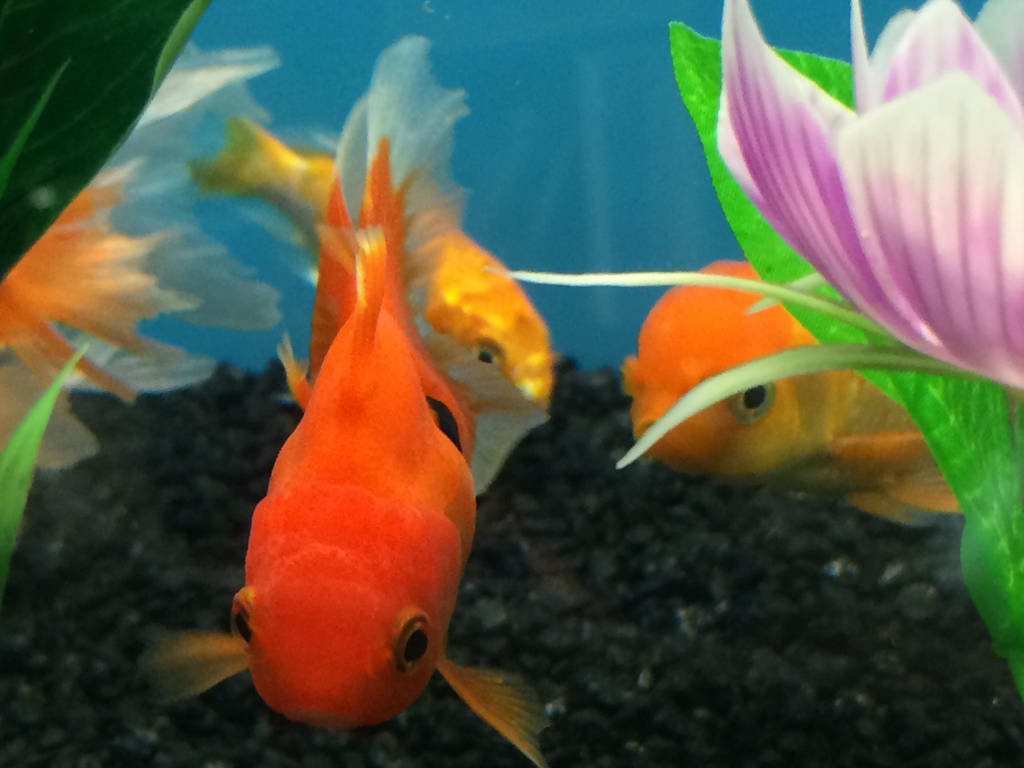 Pet Shop Fish By DreamstartheWarrior On DeviantArt Pet Shop Fish By DreamstartheWarrior On DeviantArt