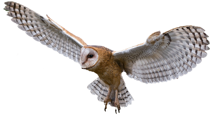 Barn Owl PNG by yotoots on DeviantArt