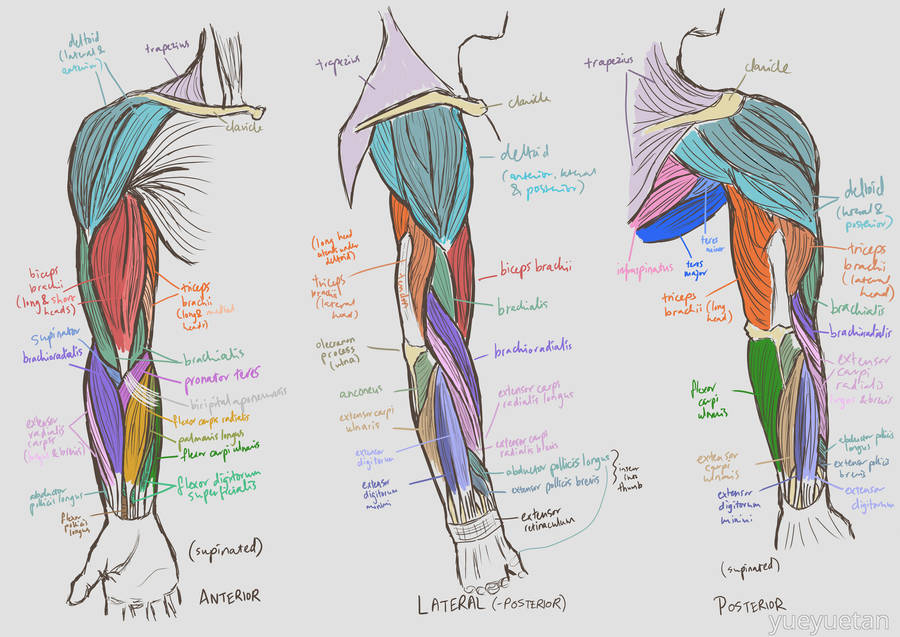 Study Arm Muscles By Yueyuetan On DeviantArt
