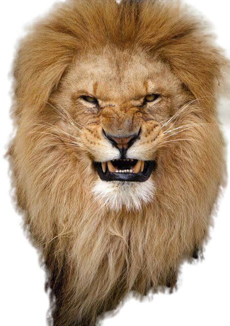 lionsHead png by Dzimages on DeviantArt