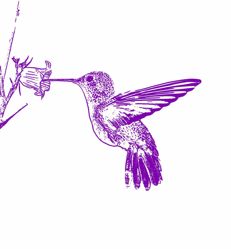 Hummingbird Design 5 by Gpapanto on DeviantArt