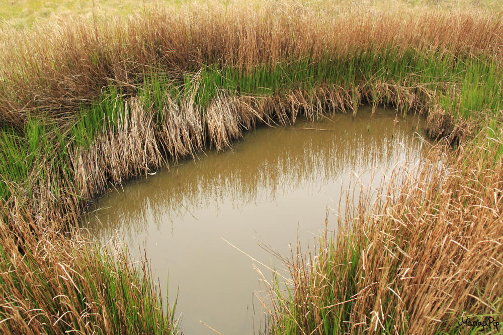 A murky pond by MangaPip on DeviantArt
