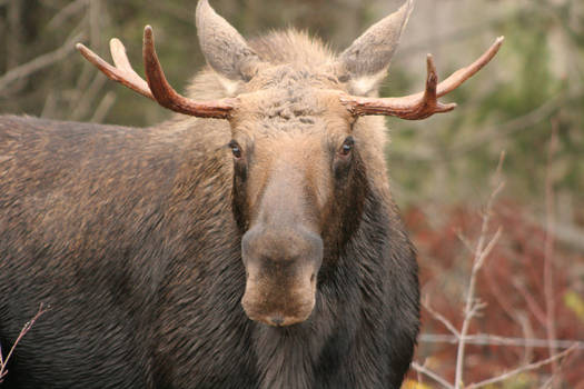 #swampdonkey | Explore swampdonkey on DeviantArt