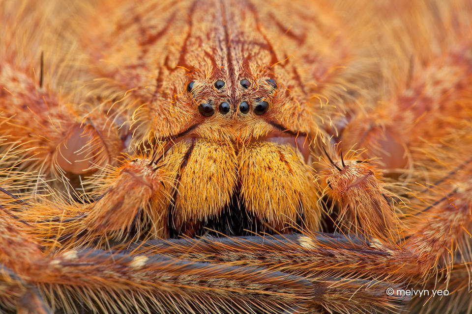 David Bowie spider (Heteropoda davidbowie) by melvynyeo on DeviantArt