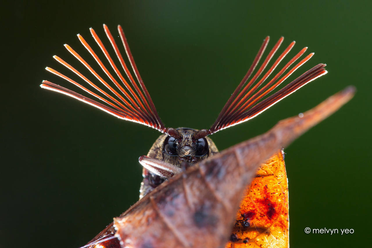 Cicada Parasite Beetle (Rhipiceridae) by melvynyeo on DeviantArt
