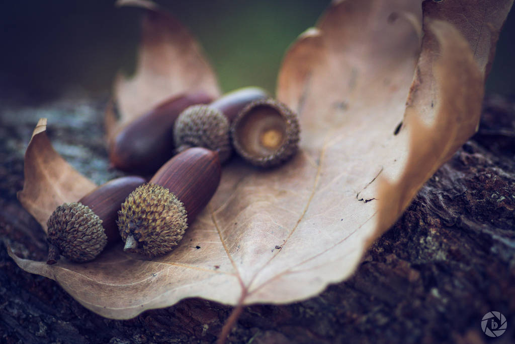 Week 1 - personal favorites by Lk-Photography on DeviantArt