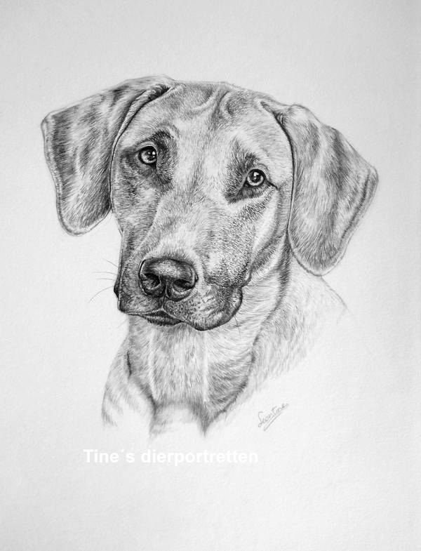 Rhodesian ridgeback drawing by LeontinevanVliet on DeviantArt