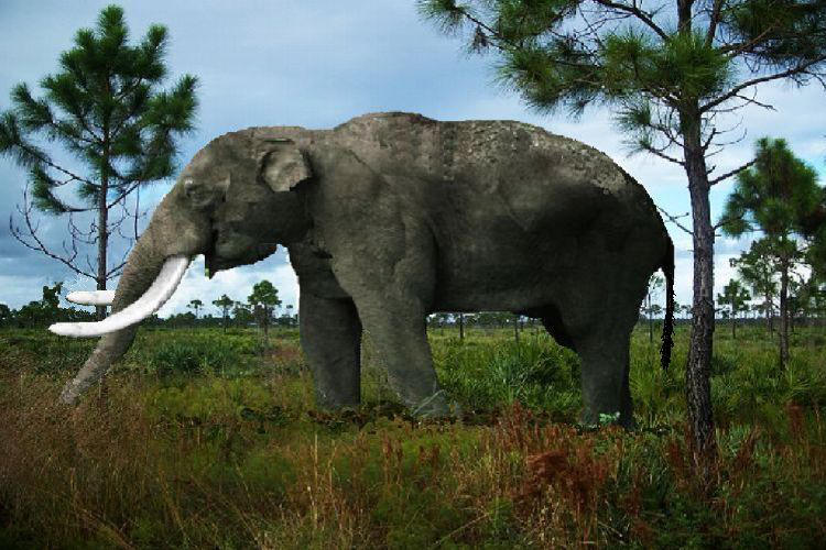 Southern Florida Mastodon by elephas1 on DeviantArt