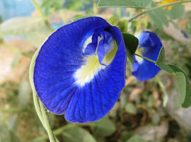 Aak Flower after rain by Amjad-Miandad on DeviantArt