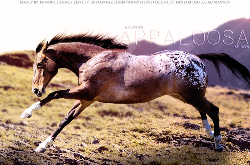 Appaloosa Stock 4 by xxMysteryStockxx on DeviantArt