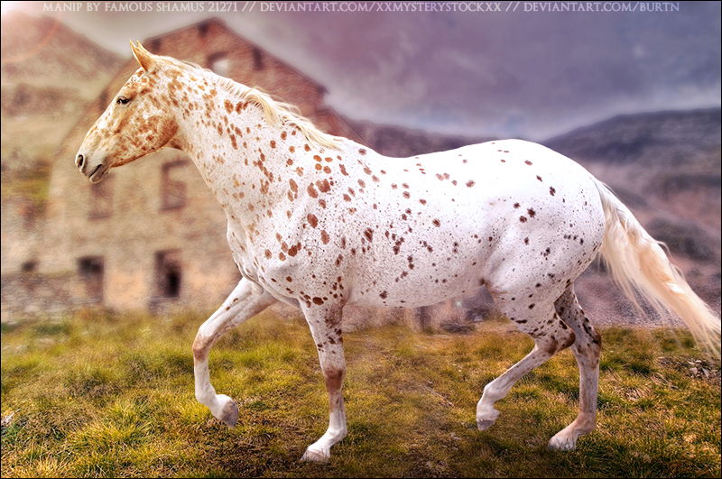 Appaloosa stock 3 by xxMysteryStockxx on DeviantArt