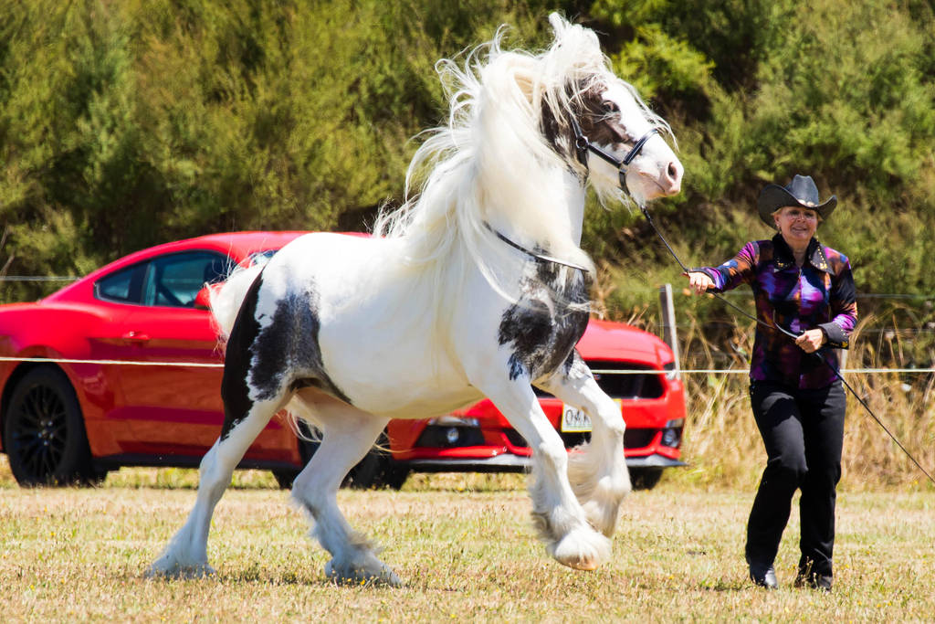 Roan Pinto Gypsy Cob by DWDStock on DeviantArt