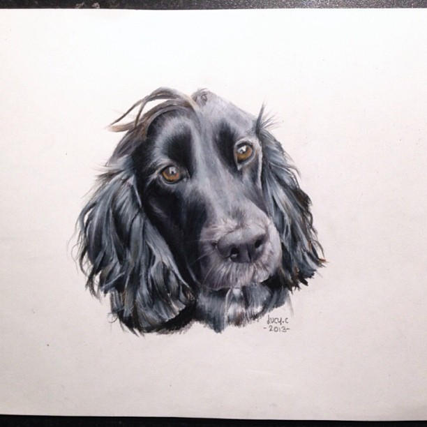 Cocker Spaniel drawing by LucyCrt on DeviantArt
