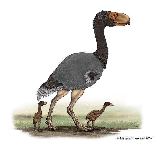 Diatryma by mmfrankford on DeviantArt