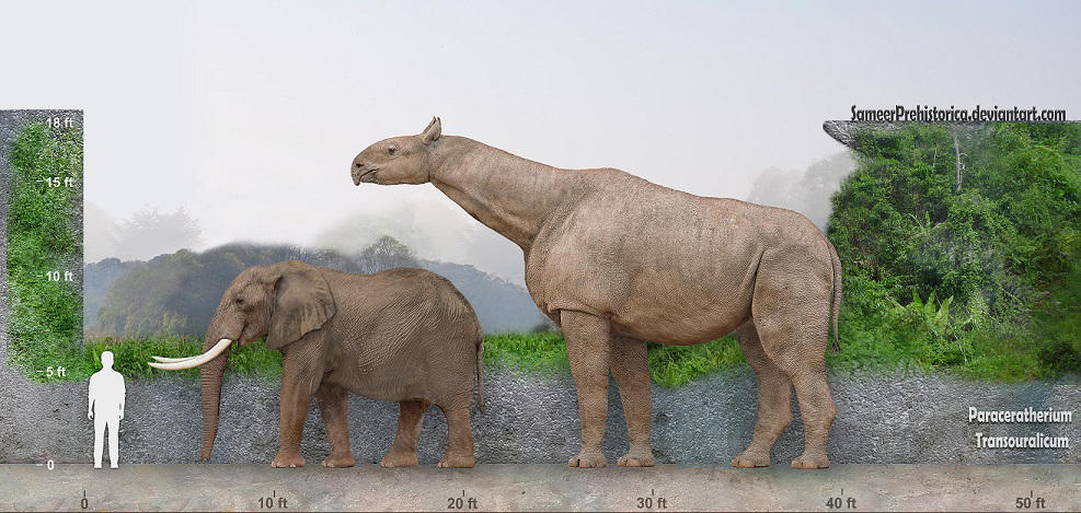 Paraceratherium Transouralicum by SameerPrehistorica on DeviantArt