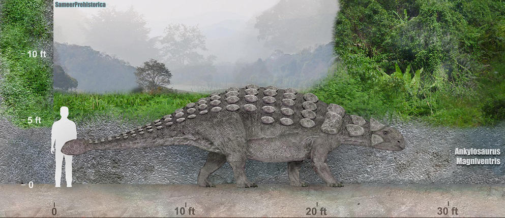 Ankylosaurus Size by SameerPrehistorica on DeviantArt