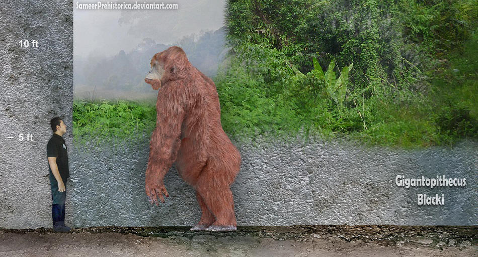 Gigantopithecus by SameerPrehistorica on DeviantArt