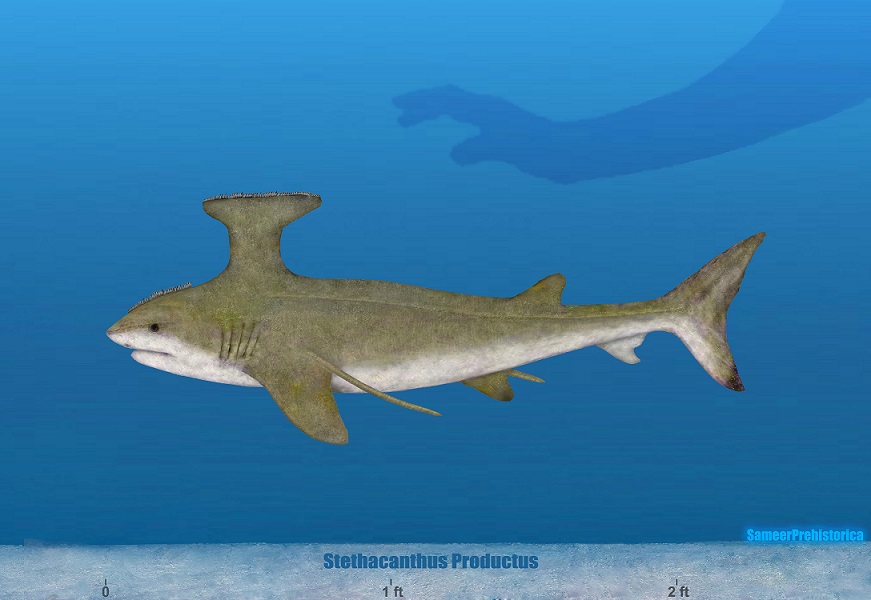 Stethacanthus Size by SameerPrehistorica on DeviantArt