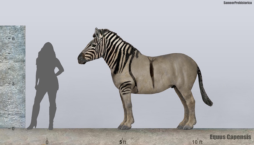 Equus Capensis Size by SameerPrehistorica on DeviantArt