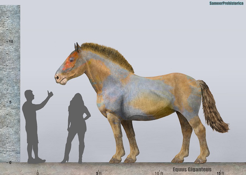 Equus Giganteus Size by SameerPrehistorica on DeviantArt